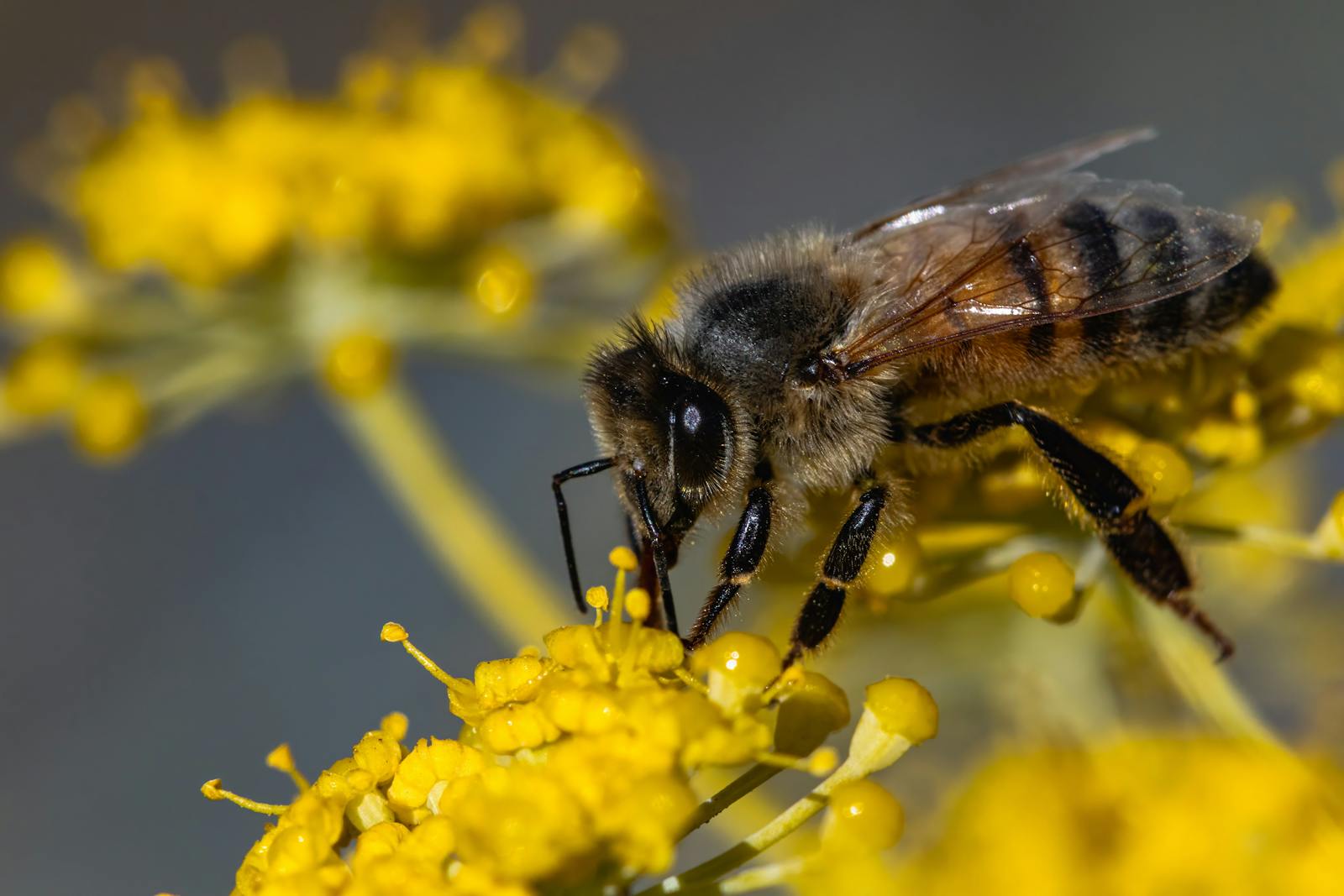 Honey Bees vs. Bumble Bees: Key Differences You Should Know – Onestepguide