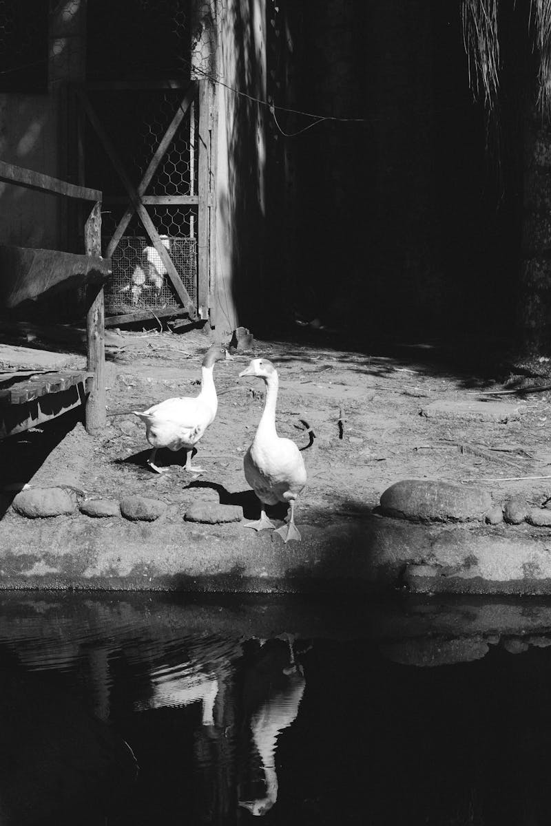 Goose vs Swan: Key Differences in Appearance and Behavior – Onestepguide