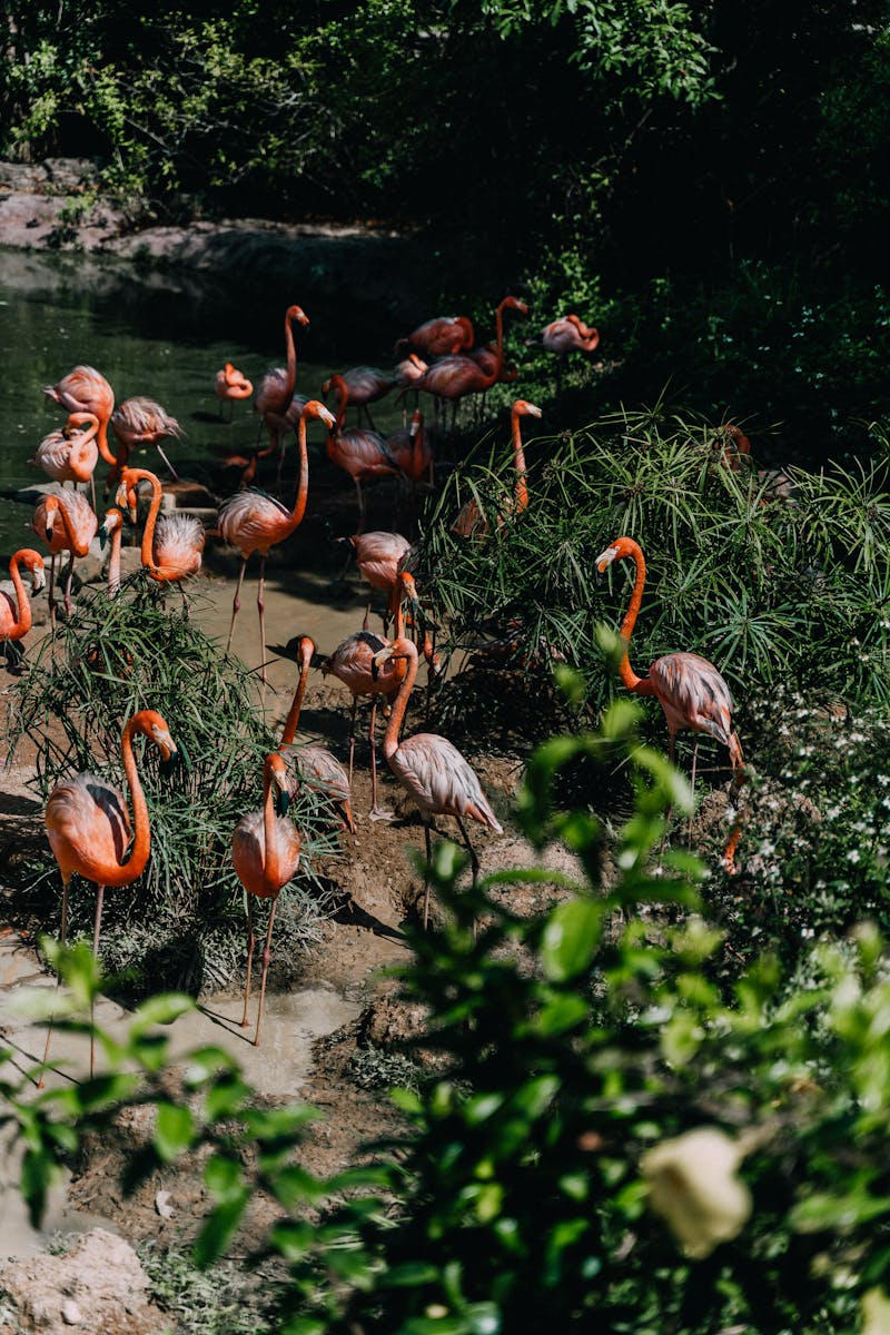 Mammals vs Birds: Key Differences in Classification and Characteristics ...