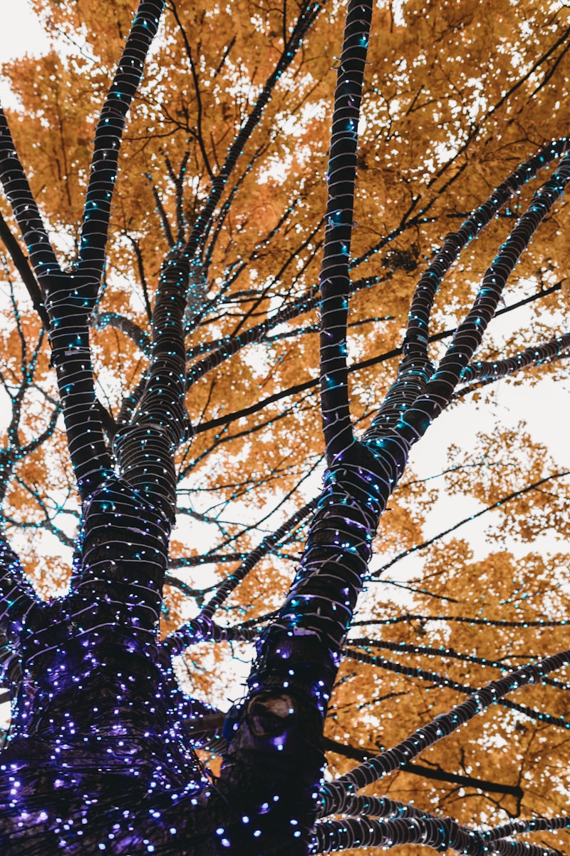 Plants vs. Animals: Contrasting Kingdoms in Biology – Onestepguide