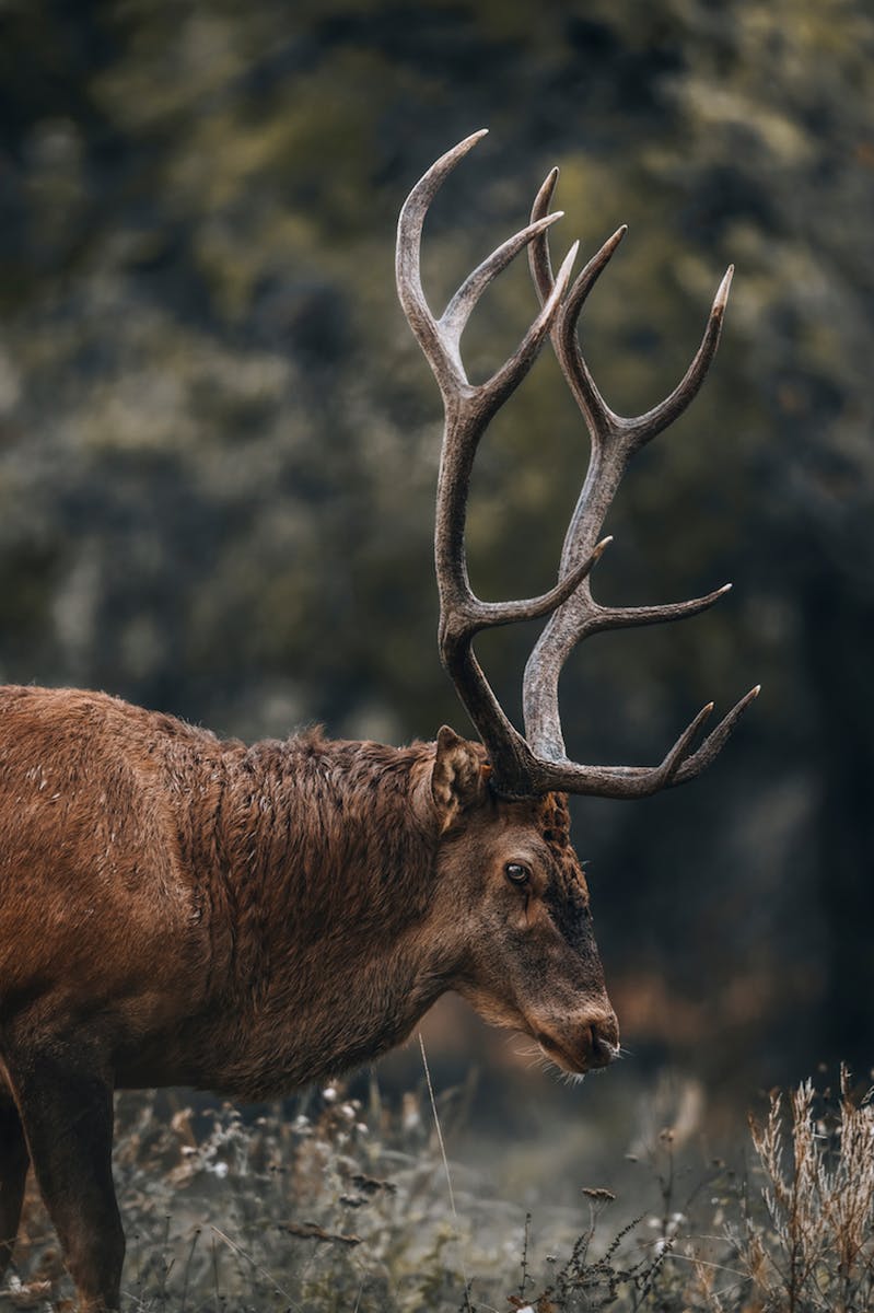 Horn vs. Antler: What Sets These Animal Appendages Apart? – Onestepguide