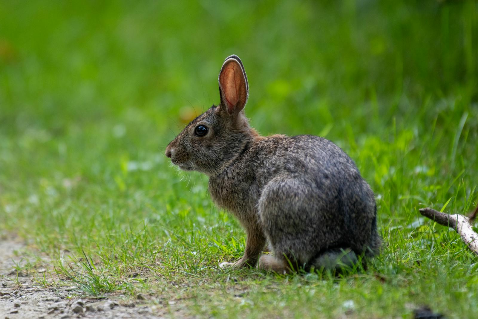 Bunny vs. Hare: How to Tell the Difference Between These Animals ...