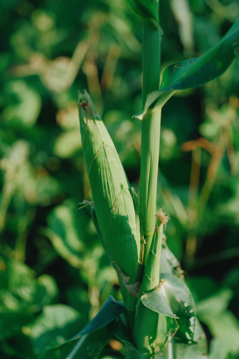Photosynthesis vs. Chemosynthesis: Understanding How Organisms Produce ...
