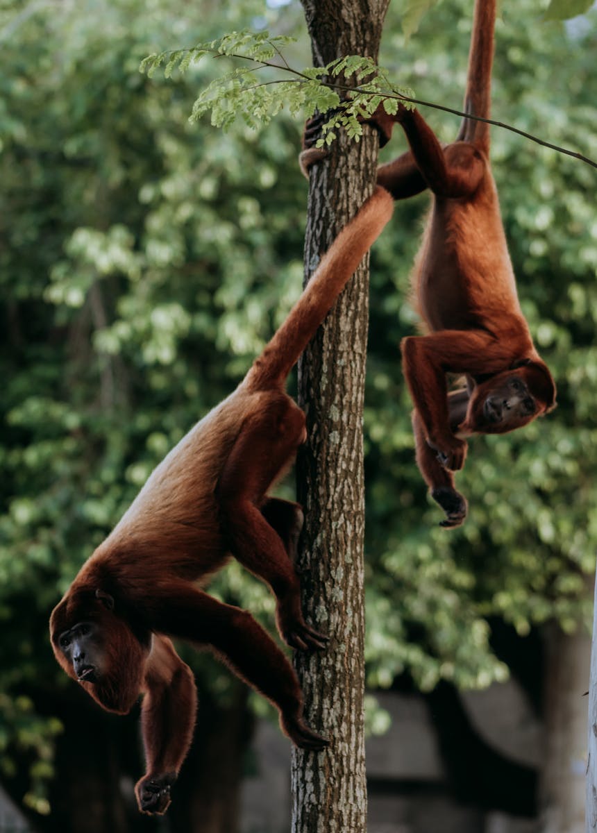 Howler Monkey vs. Monkey: Key Differences in Primate Species – Onestepguide
