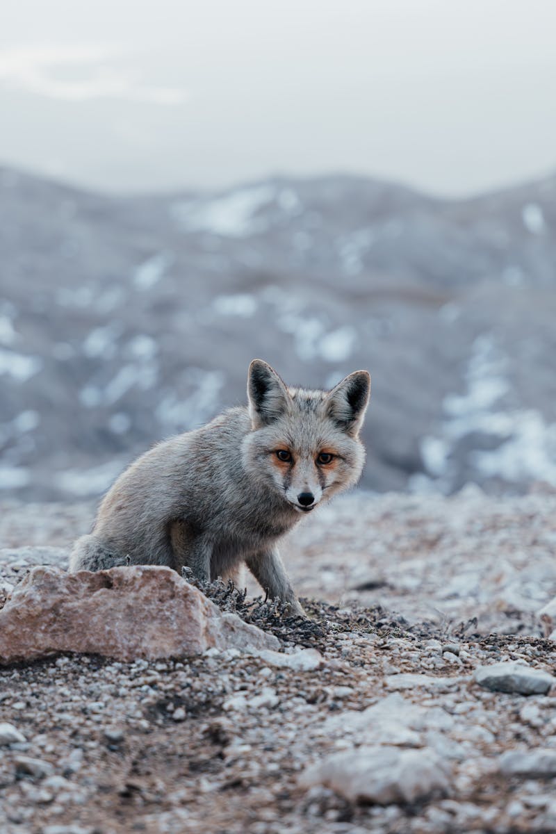 Red Fox vs. Grey Fox: Key Differences in Species – Onestepguide