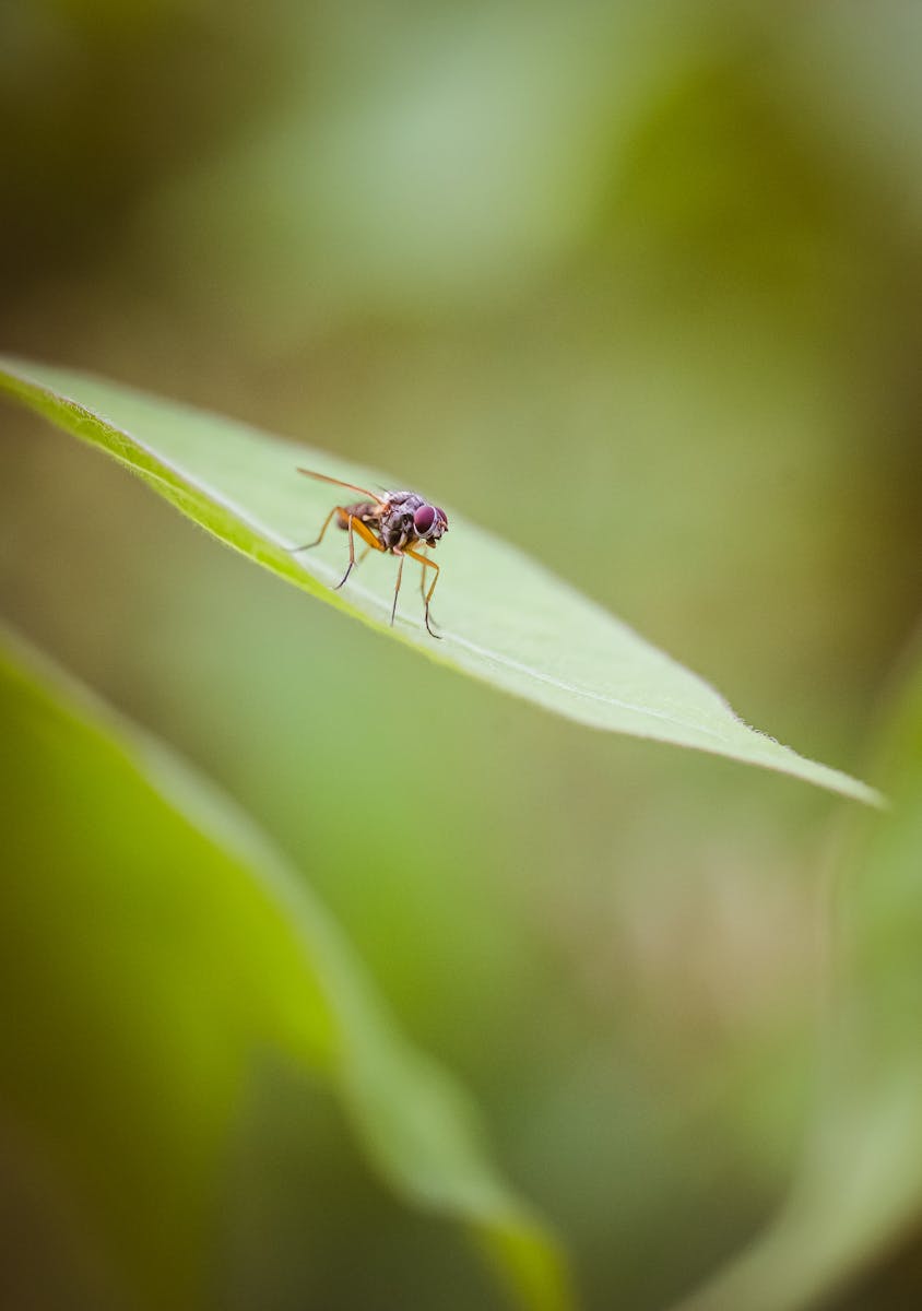 Stroma vs. Stoma: Understanding Their Differences in Plant Biology ...