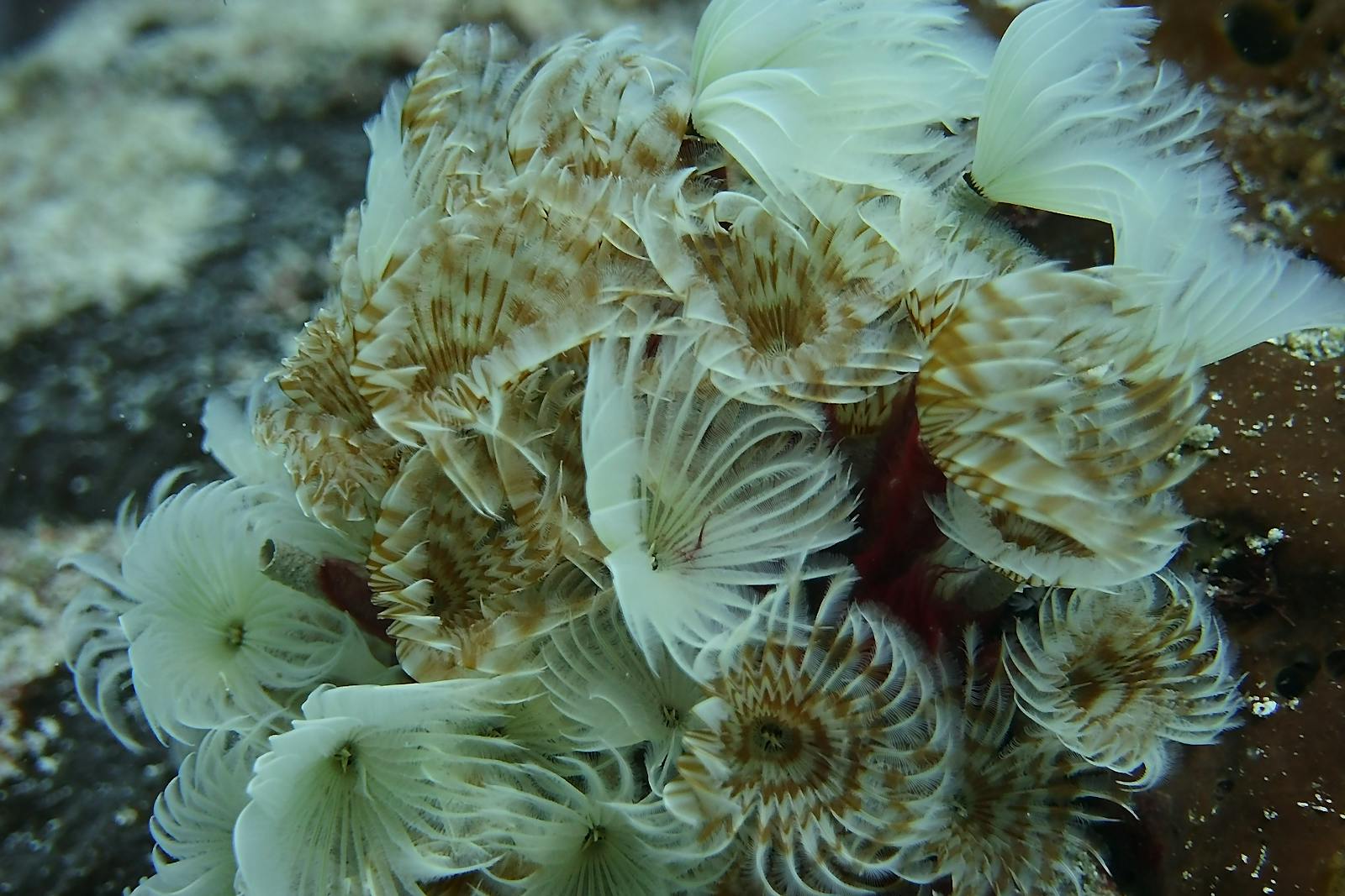 Snake vs. Worm: Key Differences in Anatomy and Habitat – Onestepguide